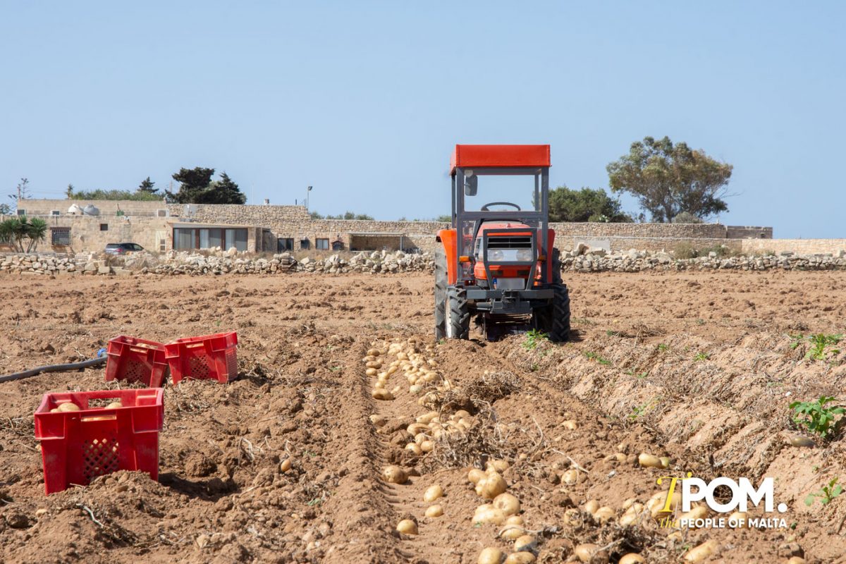Malta's love for potatoes - A Maltese Pantry